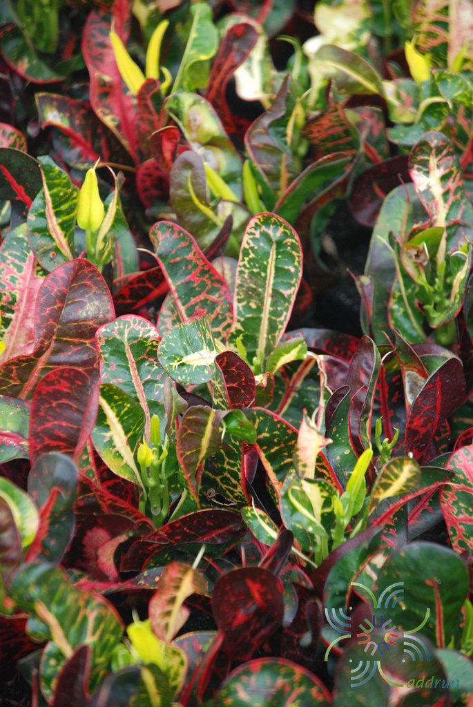 โกสนขุนช้างกินเลี้ยง Codiaeum variegatum (L.) Rumph. ex A.Juss ...