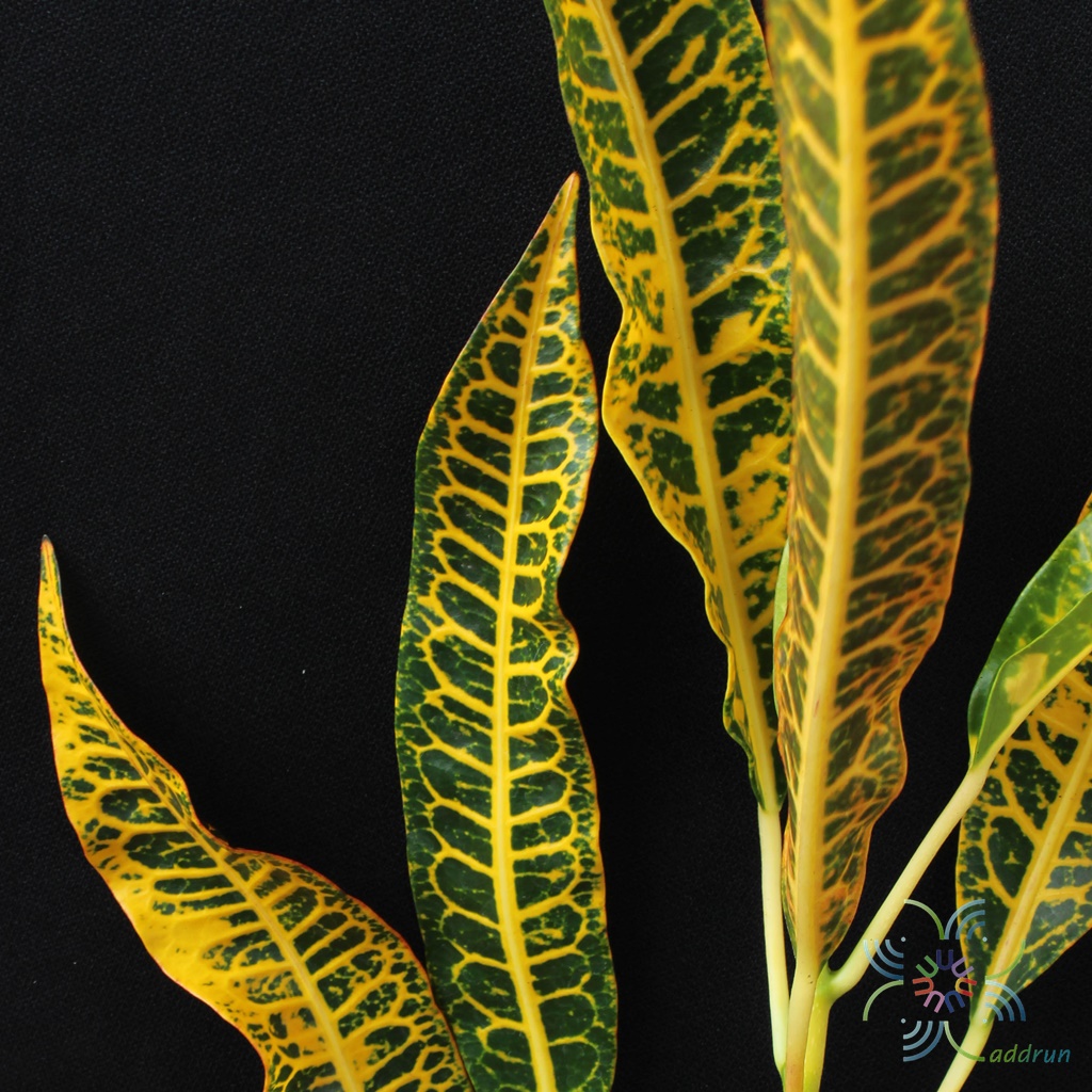 โกสนดาบขุนแผน Codiaeum variegatum (L.) Rumph. ex A.Juss. – ข้อมูลพันธุ์ไม้