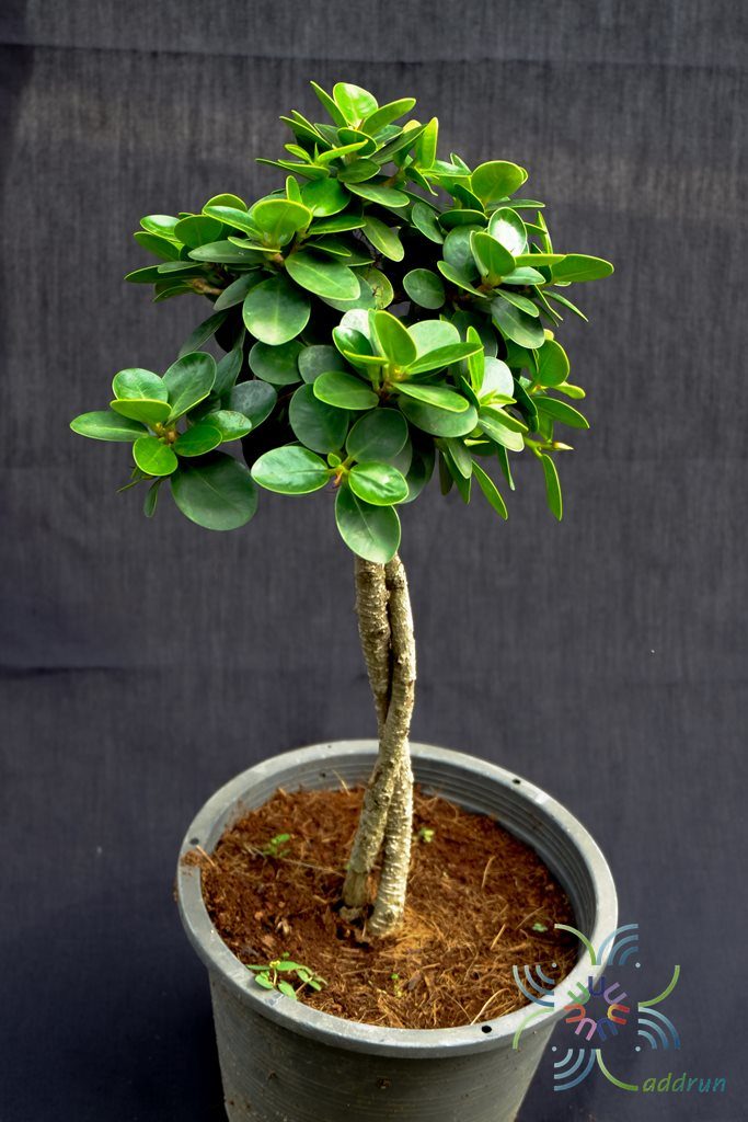 ไทรใบกลม Ficus microcarpa L.f. – ข้อมูลพันธุ์ไม้