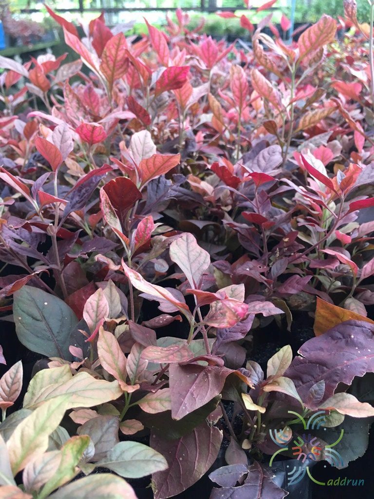 แดงชาลี Aerva sanguinolenta (L.) Blume – ข้อมูลพันธุ์ไม้