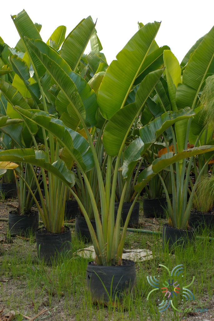 Ravenala Madagascariensis - HooDoo Wallpaper