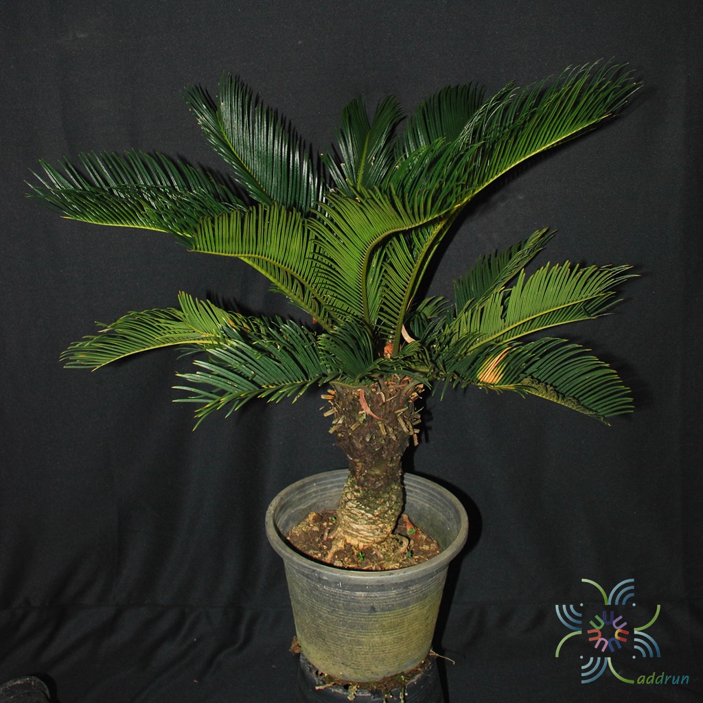 ปรงญี่ปุ่น Cycas revoluta Thunb. – ข้อมูลพันธุ์ไม้