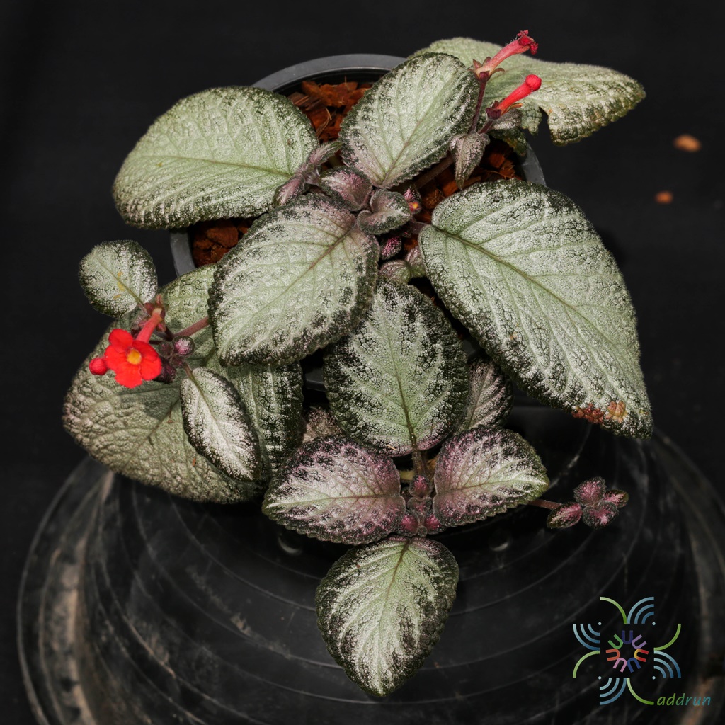 พรมกำมะหยี่ ‘Silver Skies’ Episcia cupreata (Hook.) Hanst. – ข้อมูล ...
