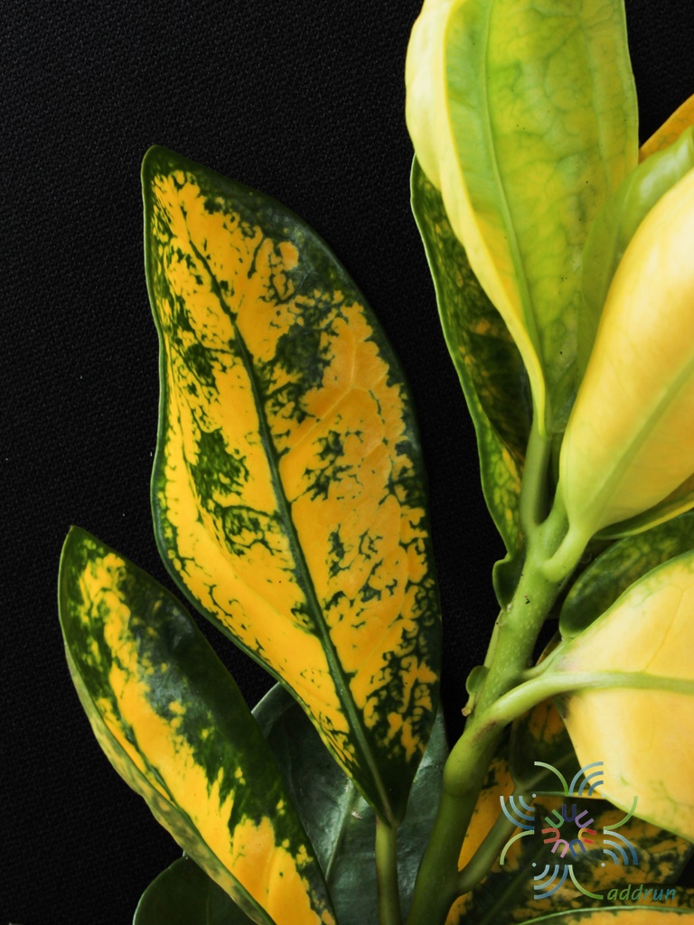 โกสนกระบวยทอง Codiaeum variegatum (L.) Rumph. ex A.Juss. – ข้อมูลพันธุ์ไม้