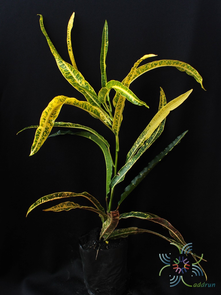 โกสนกวางทอง Codiaeum variegatum (L.) Rumph. ex A.Juss. – ข้อมูลพันธุ์ไม้