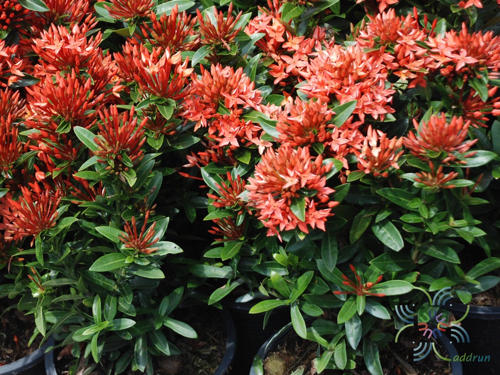 เข็มเชียงใหม่ Ixora spp. – ข้อมูลพันธุ์ไม้