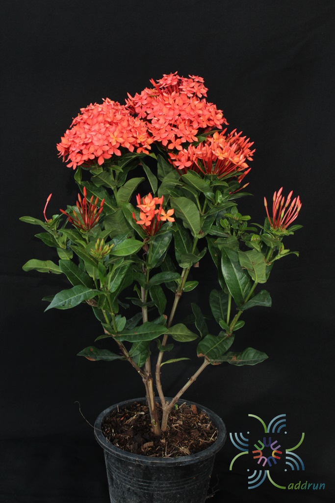 เข็มแดงเชียงใหม่ Ixora spp. – ข้อมูลพันธุ์ไม้