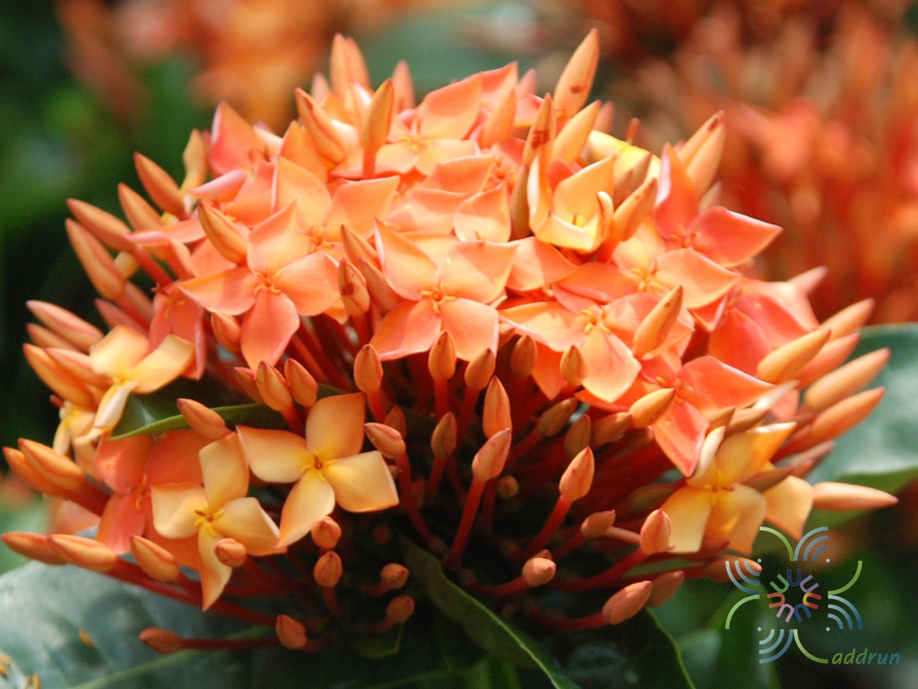 เข็มบางกรวย Ixora sp. – ข้อมูลพันธุ์ไม้