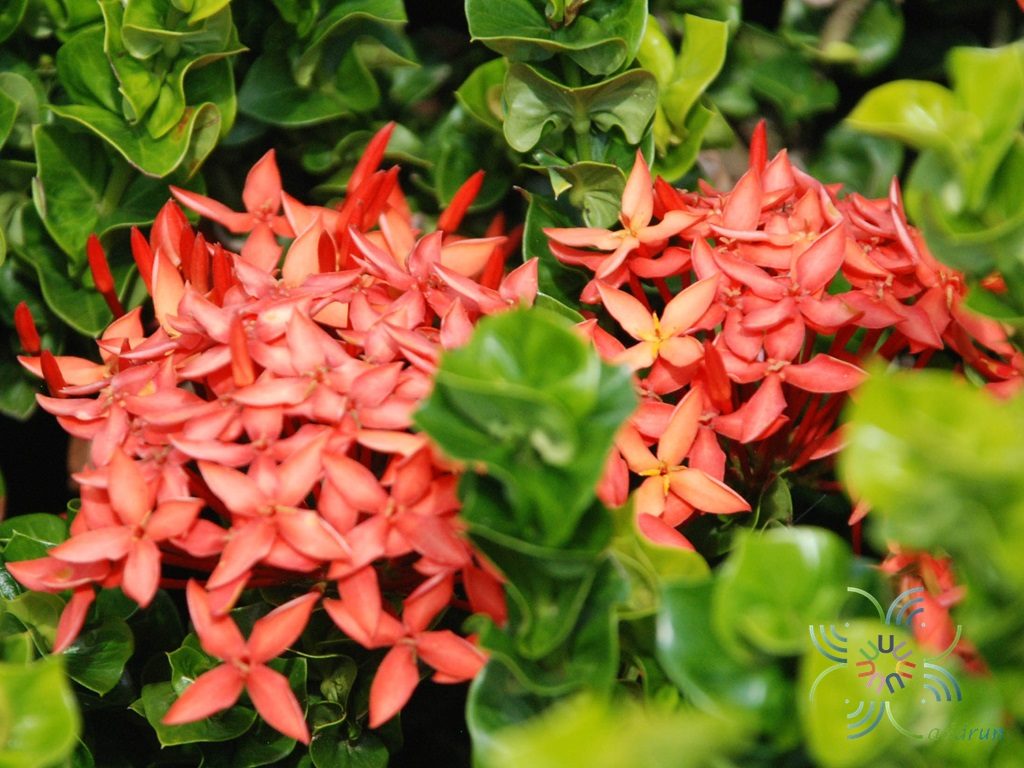 เข็มโบว์ Ixora spp. – ข้อมูลพันธุ์ไม้
