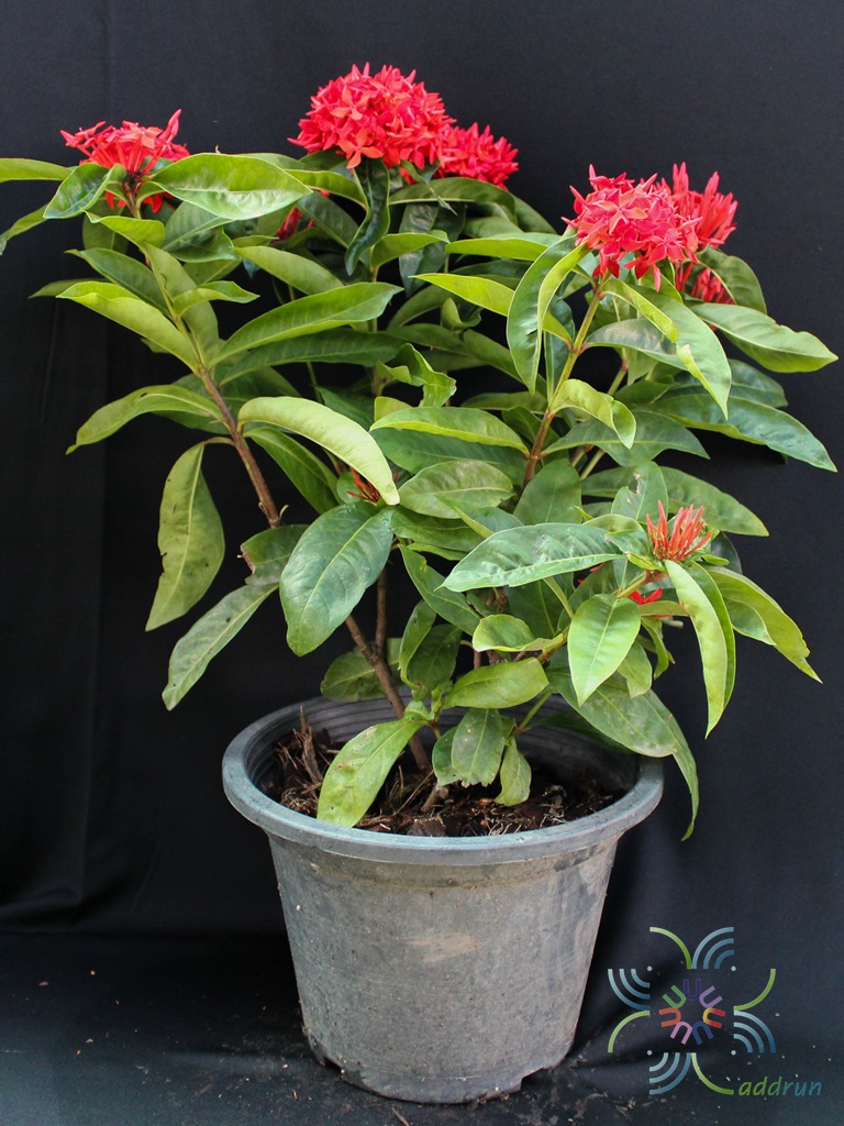 เข็มมาเลย์ Ixora spp. – ข้อมูลพันธุ์ไม้