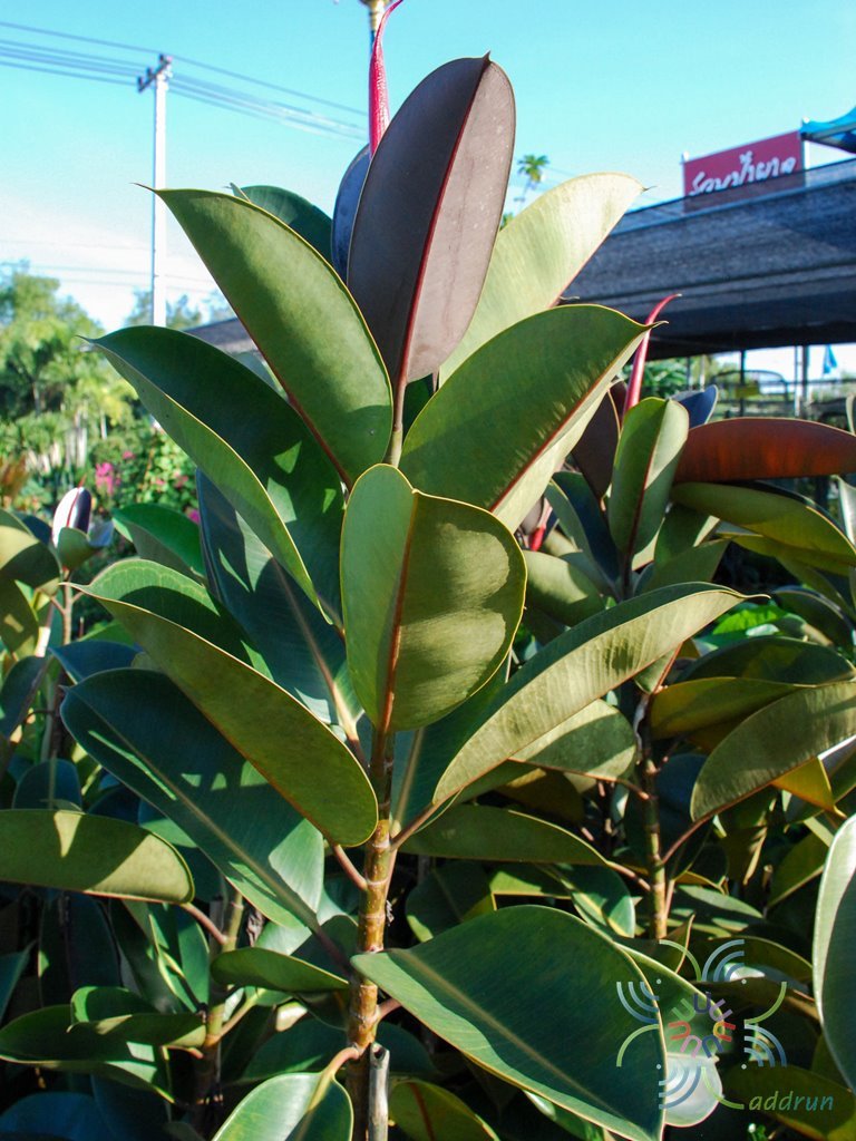 ยางอินเดีย Ficus elastica Roxb. ex Hornem. – ข้อมูลพันธุ์ไม้