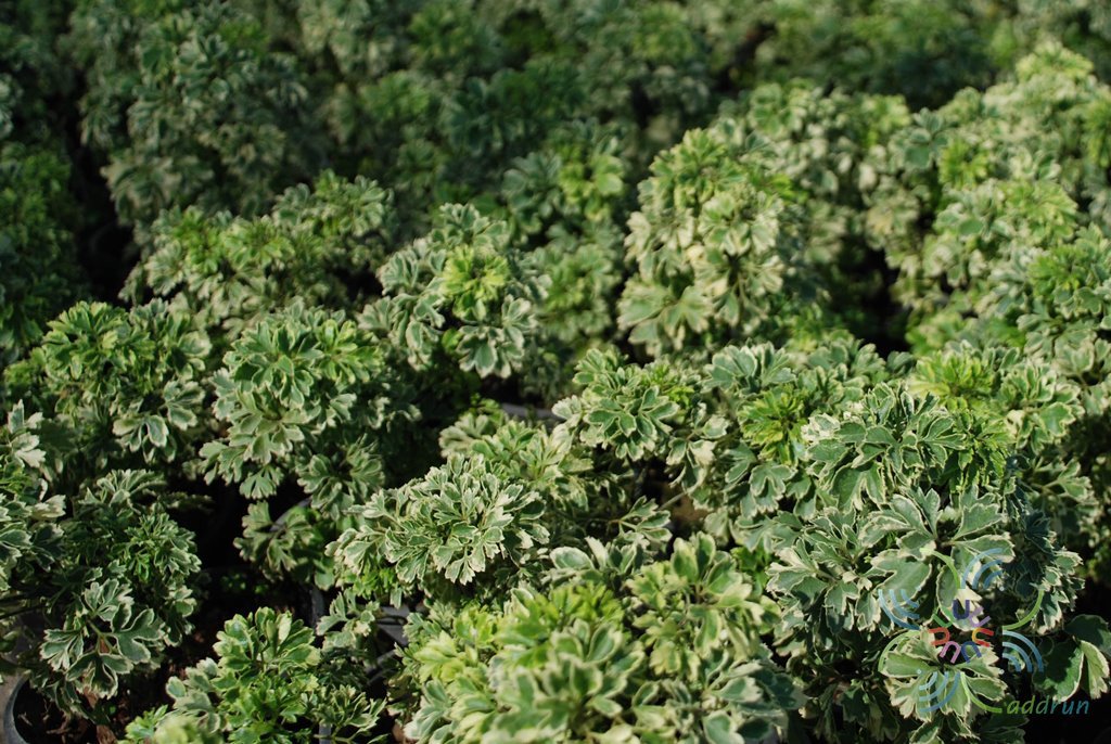 451_DSC_0092_Polyscias_sp – ข้อมูลพันธุ์ไม้