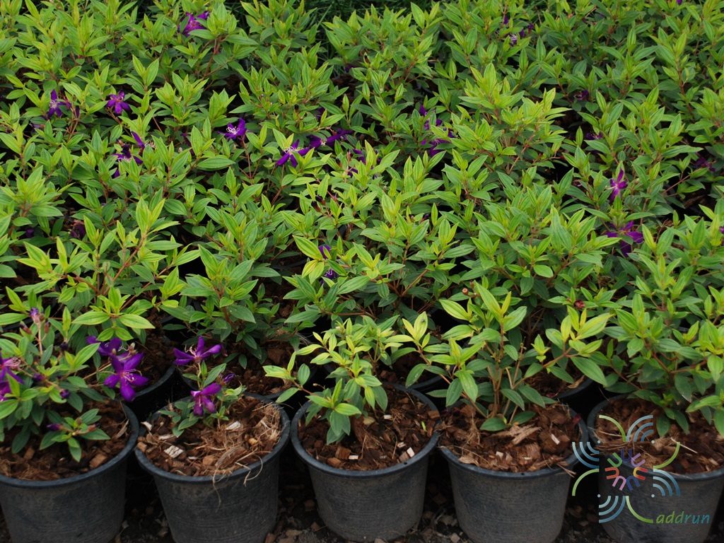 โคลงเคลง Melastoma malabathricum L. – ข้อมูลพันธุ์ไม้