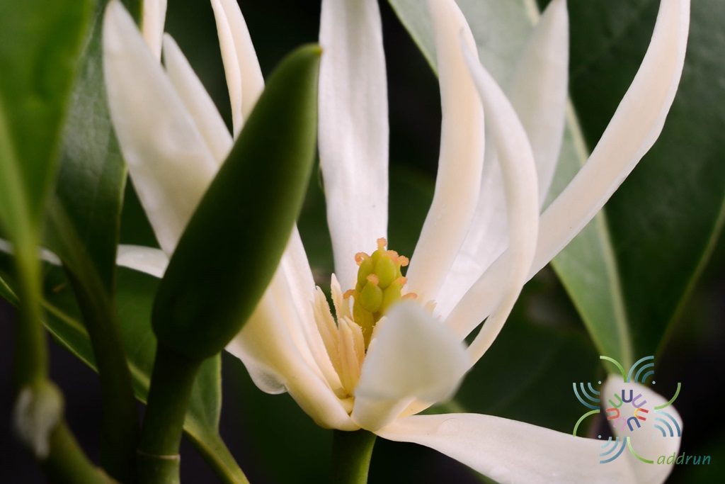 จำปี Michelia alba DC. – ข้อมูลพันธุ์ไม้