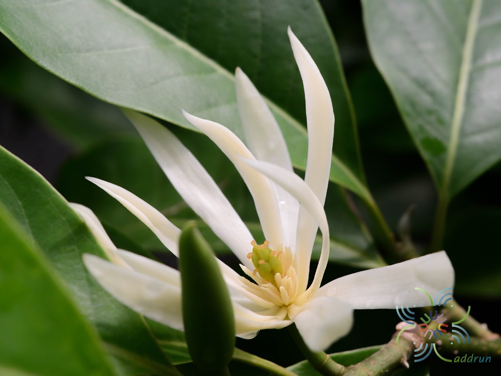 จำปี Michelia alba DC. – ข้อมูลพันธุ์ไม้