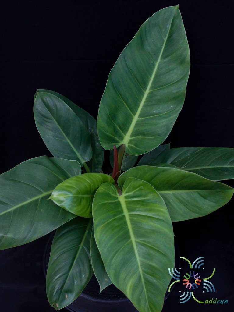 ฟิโลเดนดรอน รวยทรัพย์ Philodendron sp. ‘Ruaysap’ – ข้อมูลพันธุ์ไม้