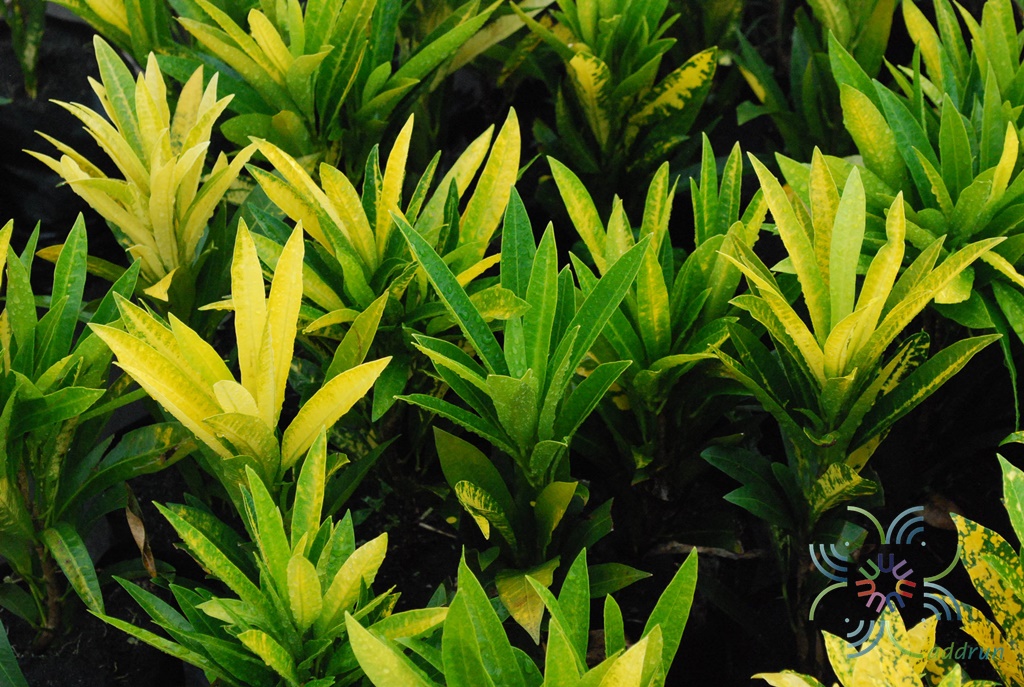 โกสนจิตรดา Codiaeum variegatum (L.) Rumph. ex A.Juss. – ข้อมูลพันธุ์ไม้