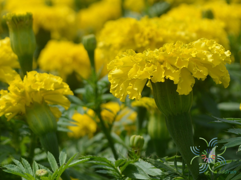 ดาวเรือง Tagetes erecta L. – ข้อมูลพันธุ์ไม้