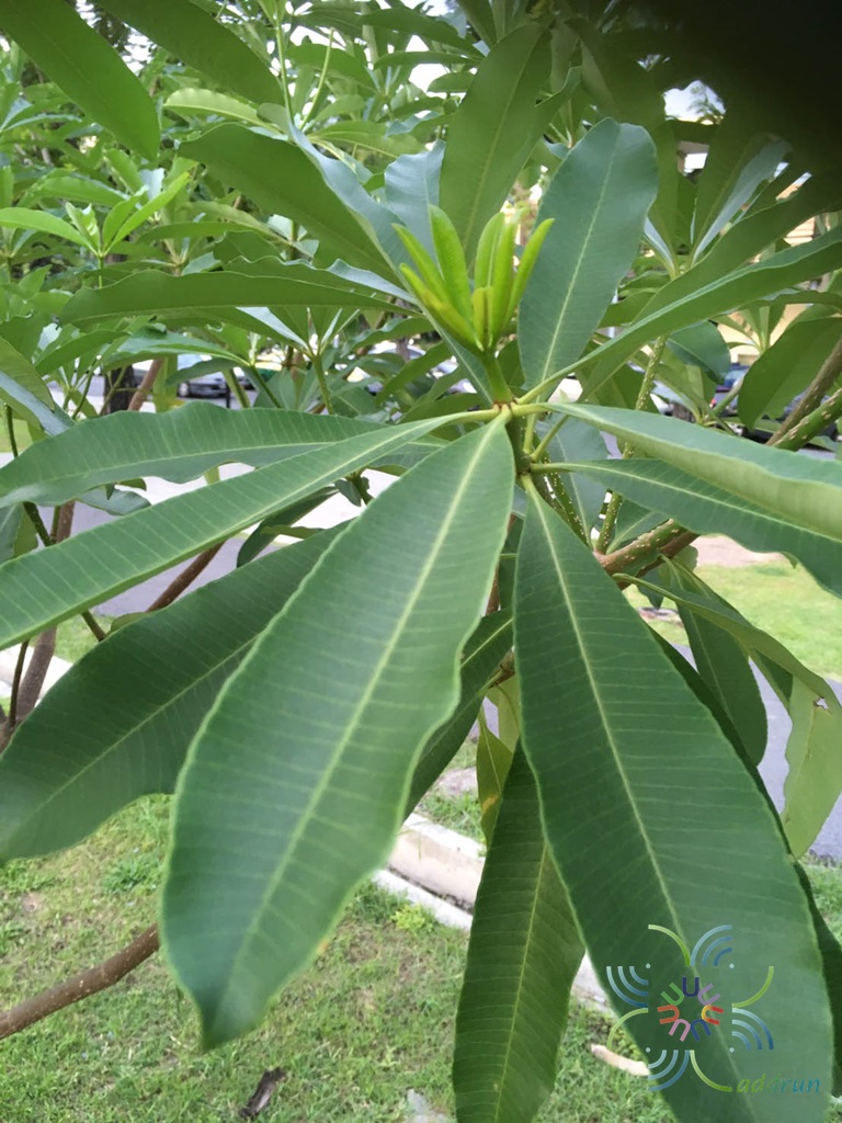 ตีนเป็ด Alstonia scholaris (L.) R. Br. – ข้อมูลพันธุ์ไม้
