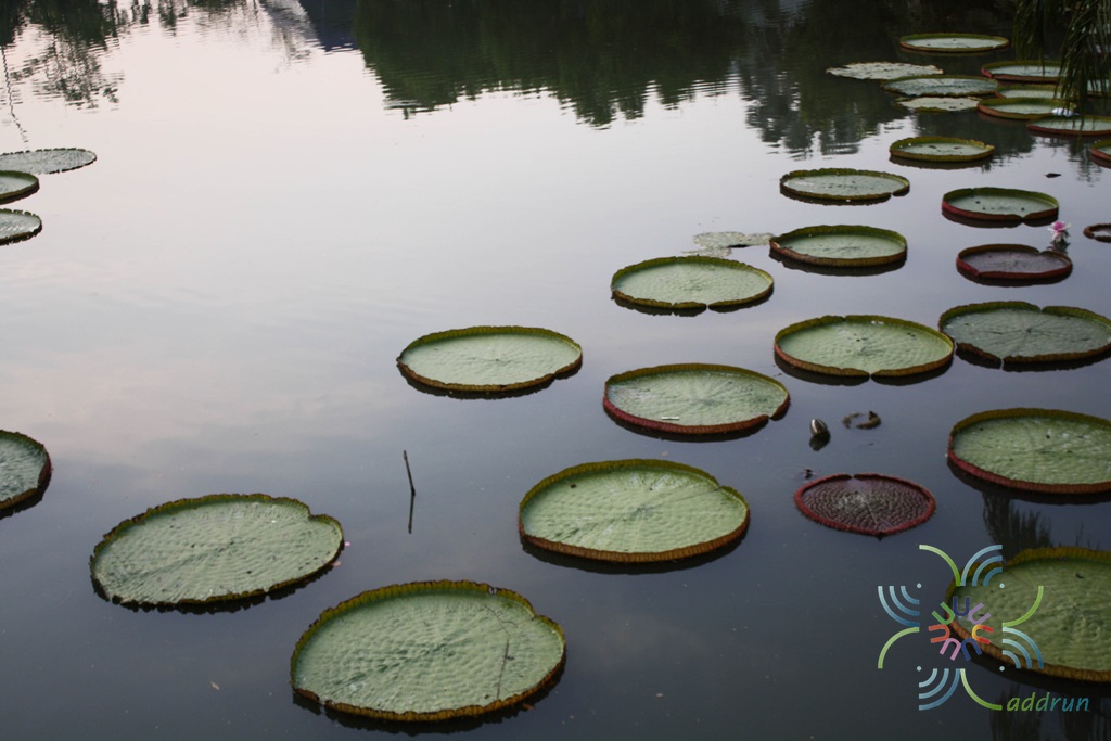 บัวกระด้ง Victoria amazonica (Poepp.) J.C. Sowerby – ข้อมูลพันธุ์ไม้