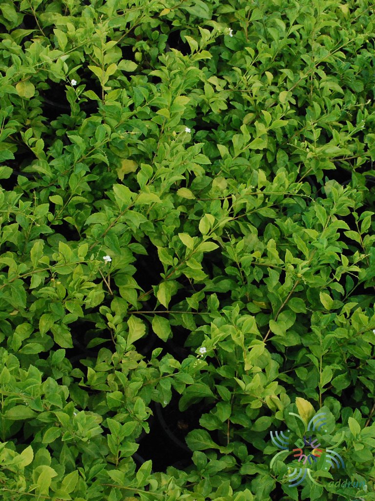 หลิวขาว Cuphea hyssopifolia Kunth. ‘Alba’ – ข้อมูลพันธุ์ไม้