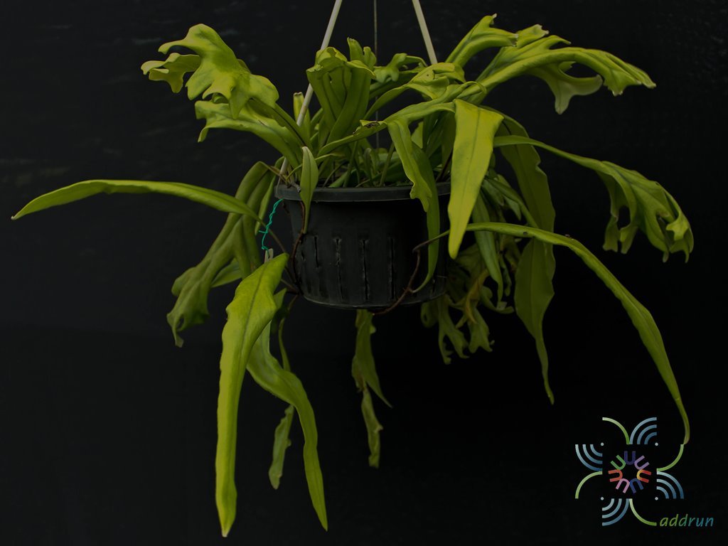 เฟินสะโมง Pyrrosia longifolia (Burm.f.) cv. Crestata – ข้อมูลพันธุ์ไม้