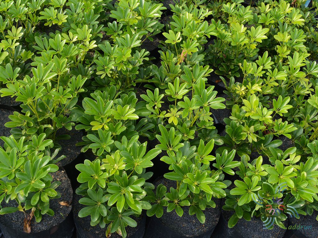 หนวดปลาหมึกแคระ Schefflera arboricola (Hayata) Merr. – ข้อมูลพันธุ์ไม้