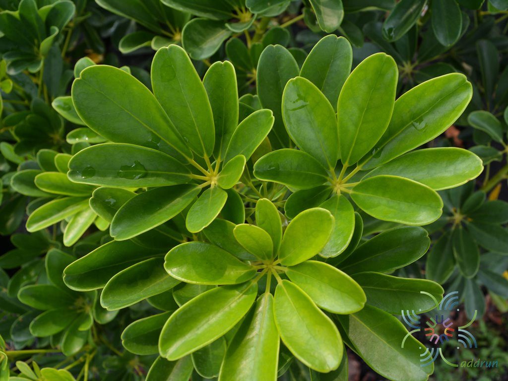 หนวดปลาหมึกแคระ Schefflera arboricola (Hayata) Merr. – ข้อมูลพันธุ์ไม้