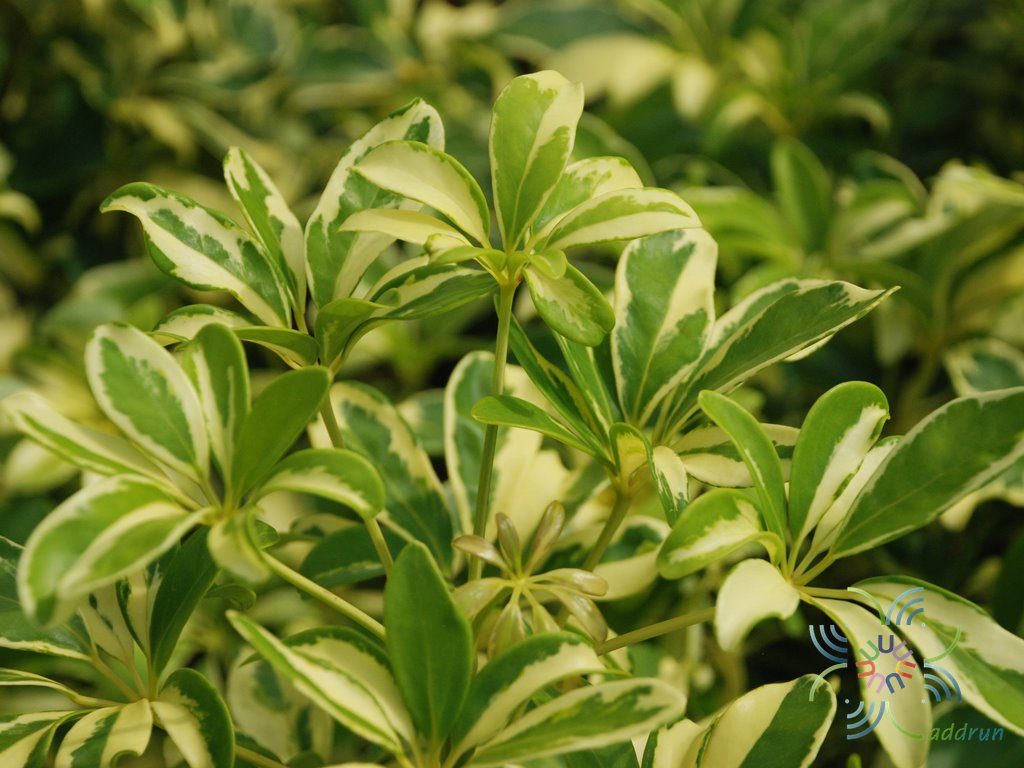 หนวดปลาหมึกแคระด่าง Schefflera arboricola (Hayata) Merr. – ข้อมูลพันธุ์ไม้