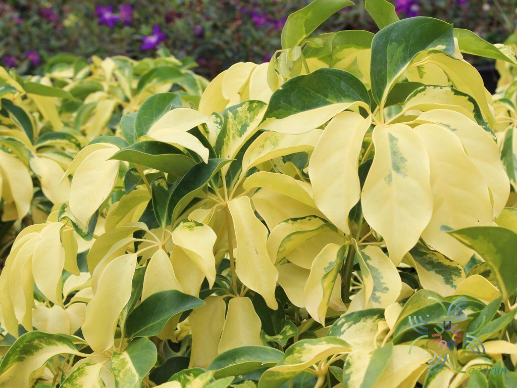 หนวดปลาหมึกแคระด่าง Schefflera arboricola (Hayata) Merr. – ข้อมูลพันธุ์ไม้