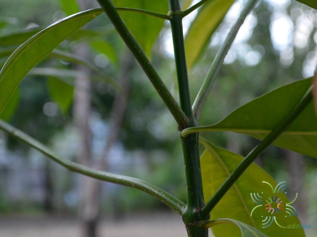 กันเกรา Fagraea fragrans Roxb. – ข้อมูลพันธุ์ไม้