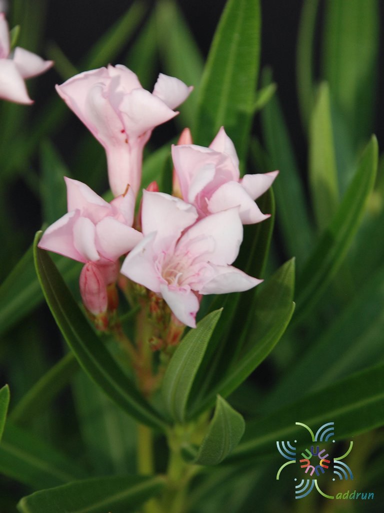 ยี่โถแคระ Nerium oleander L. – ข้อมูลพันธุ์ไม้