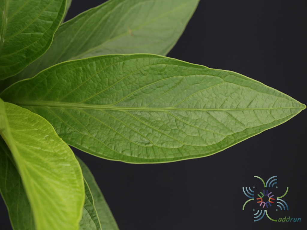 หน้าวัวใบ เงินหนา Anthurium Jenmanii Engl ข้อมูลพันธุ์ไม้