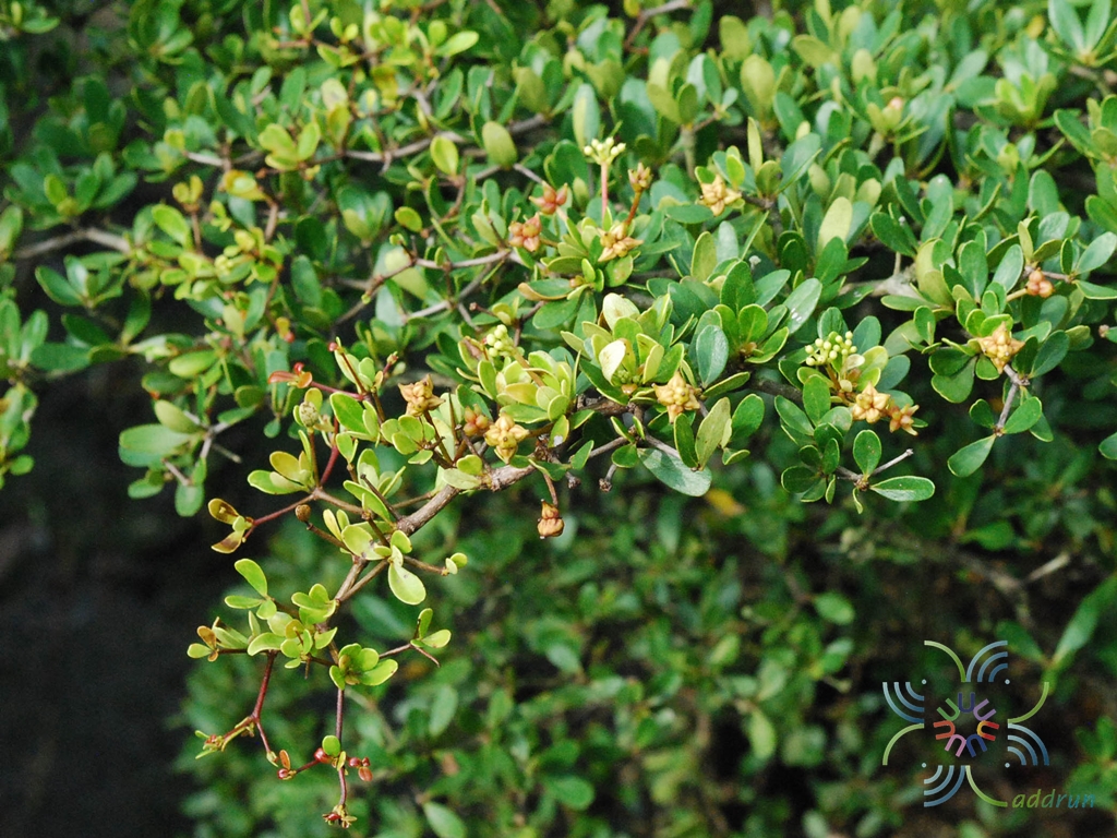 หูกระจงแคระ Terminalia sp. – ข้อมูลพันธุ์ไม้