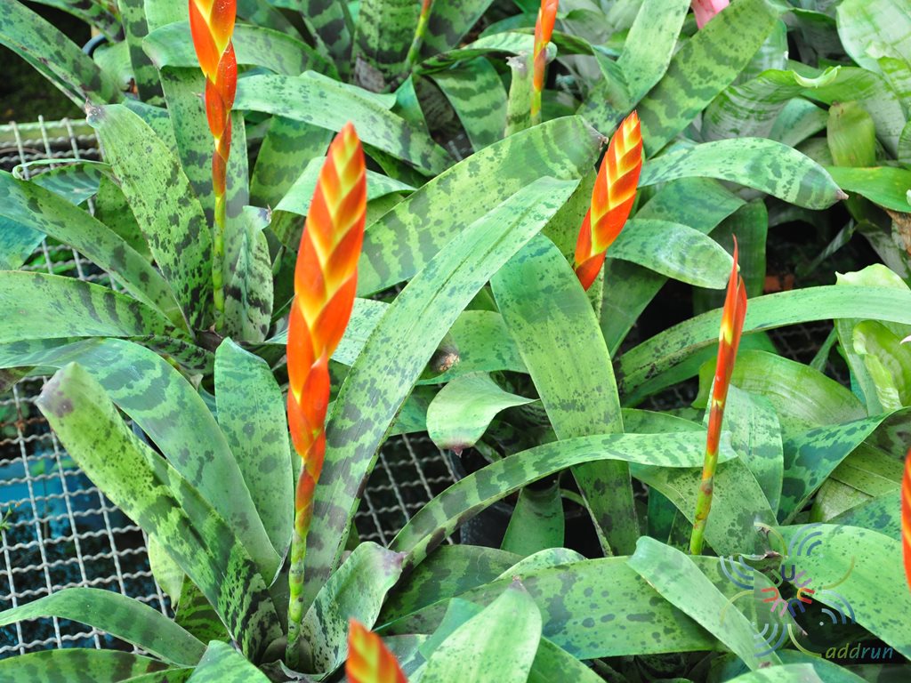 สับปะรดสี ดาบเศรษฐี Vriesea splendens (Brongn.) Lem. – ข้อมูลพันธุ์ไม้