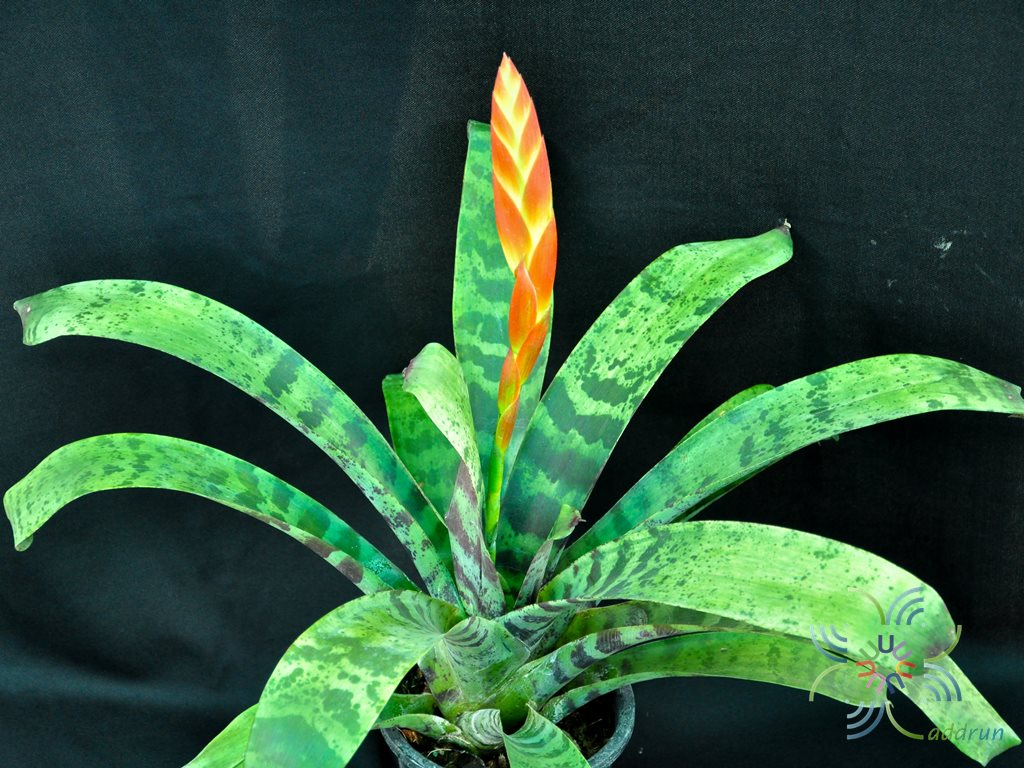 สับปะรดสี ดาบเศรษฐี Vriesea splendens (Brongn.) Lem. – ข้อมูลพันธุ์ไม้