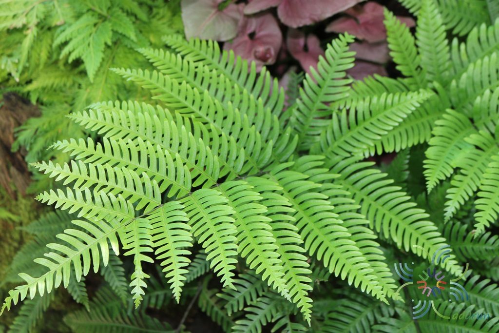 Pteris #1 Pteris sp. – ข้อมูลพันธุ์ไม้