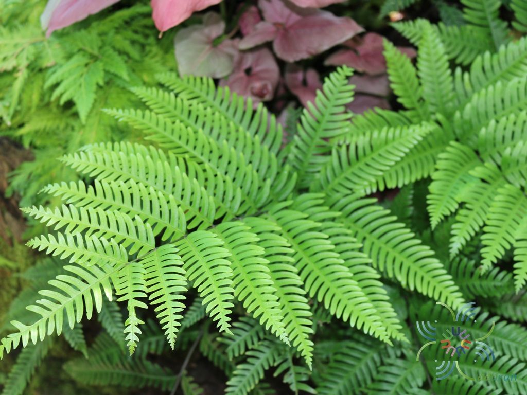 Pteris #1 Pteris sp. – ข้อมูลพันธุ์ไม้