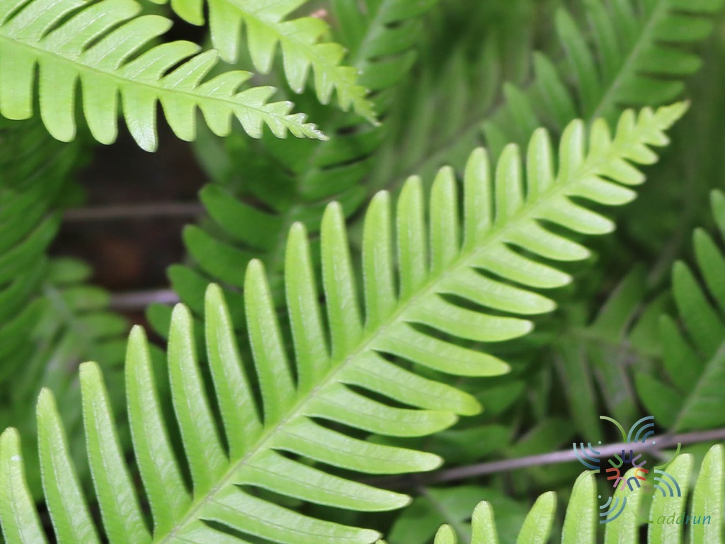 Pteris #1 Pteris sp. – ข้อมูลพันธุ์ไม้