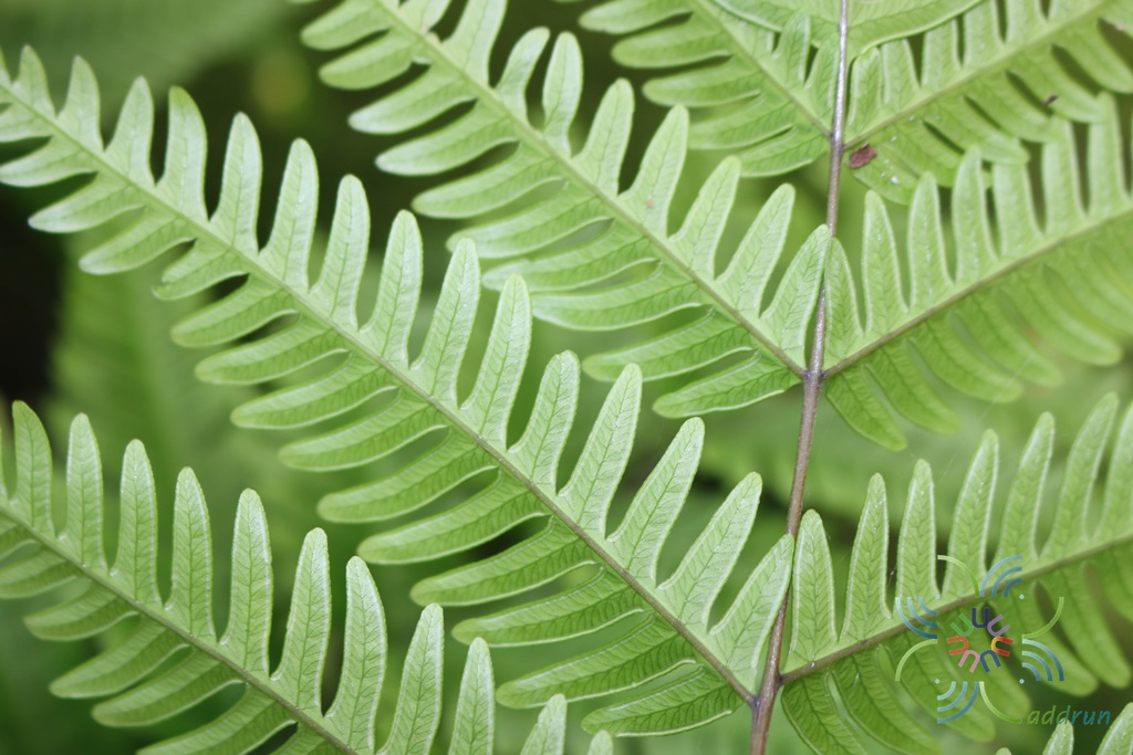 Pteris #1 Pteris sp. – ข้อมูลพันธุ์ไม้