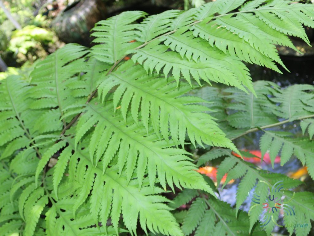 Tectaria sp. – ข้อมูลพันธุ์ไม้