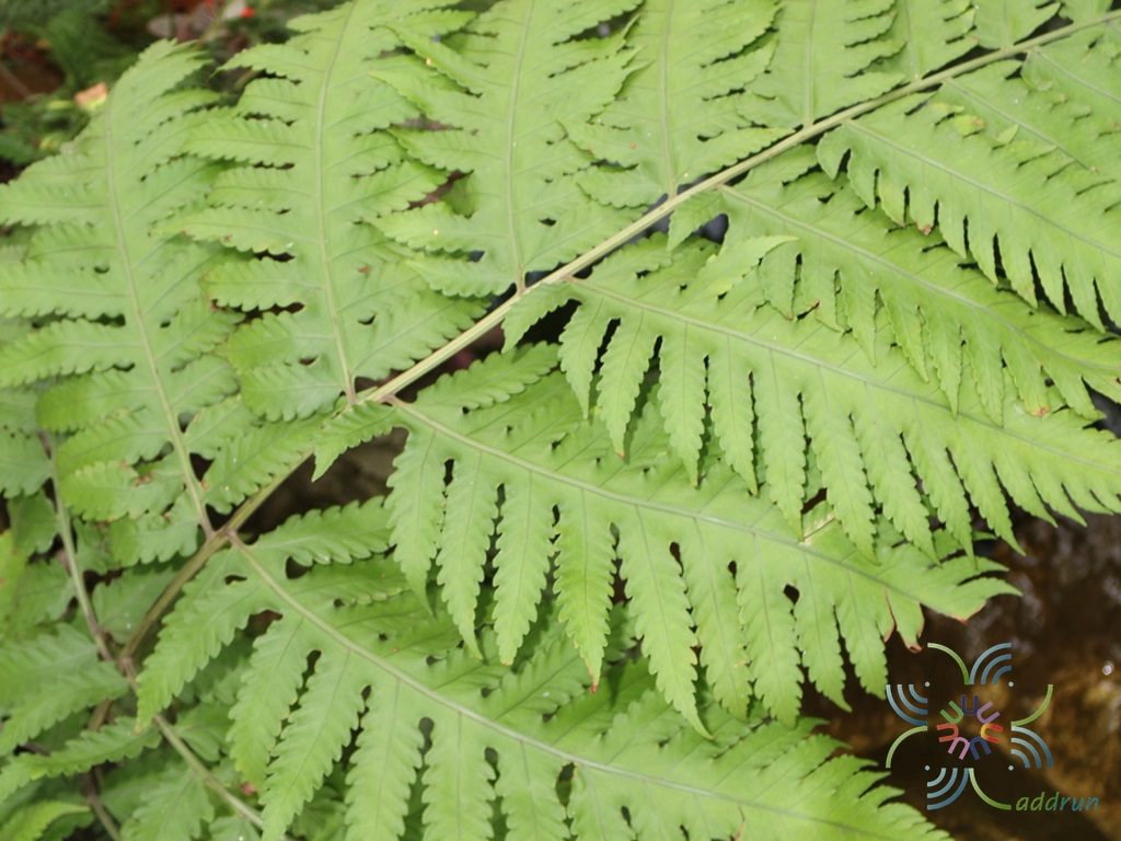 Tectaria sp. – ข้อมูลพันธุ์ไม้