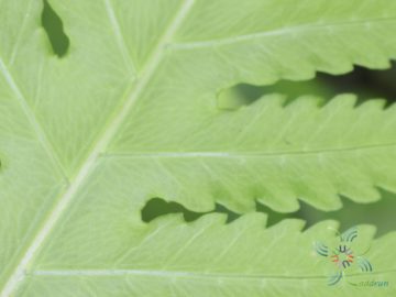 Tectaria sp. – ข้อมูลพันธุ์ไม้