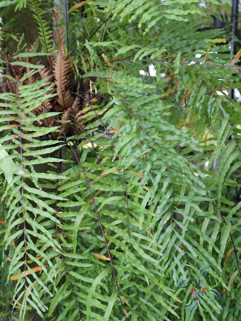 เฟินกระแตไต่ไม้ #3 Drynaria rigidula (Sw.) Bedd – ข้อมูลพันธุ์ไม้