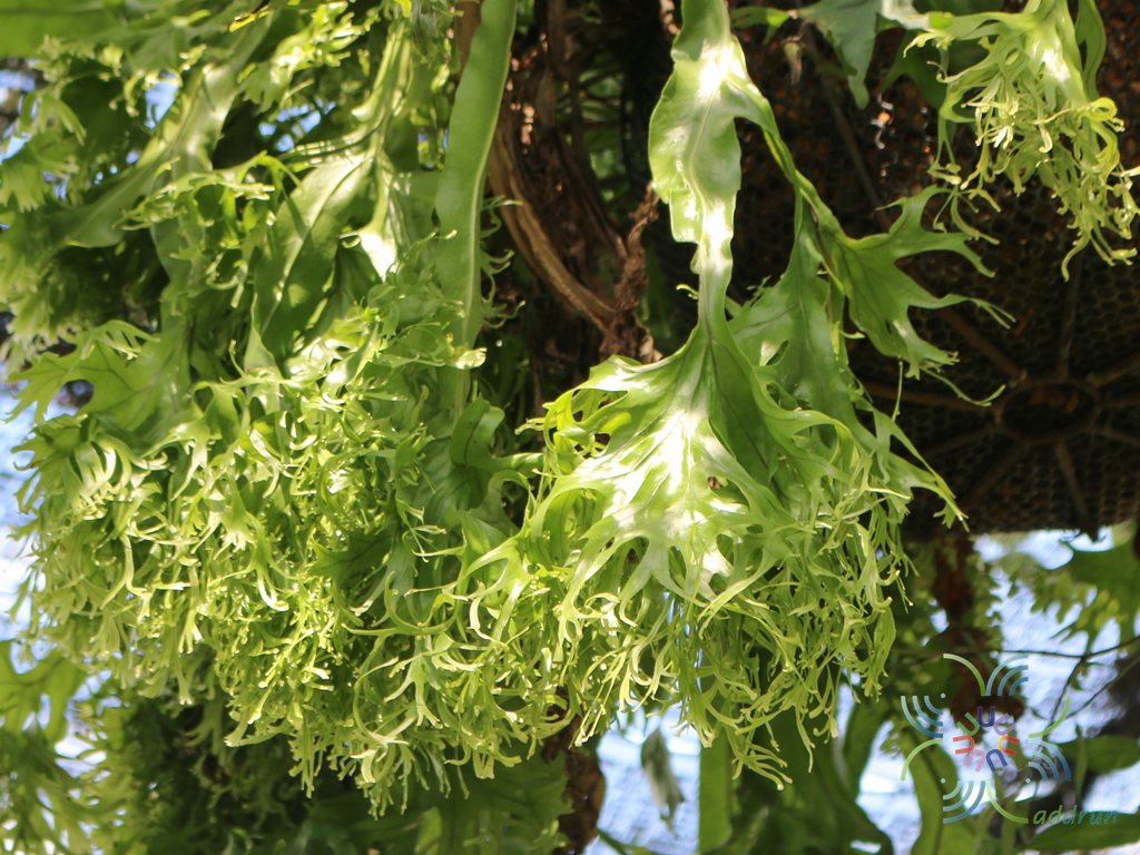 เฟินหางนางเงือก Microsorum punctatum (L.) Copel. cv. Mermaidtail ...