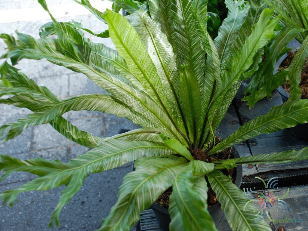 ข้าหลวงญี่ปุ่นด่าง Asplenium antiquum Makino cv. Japan Variegated ...