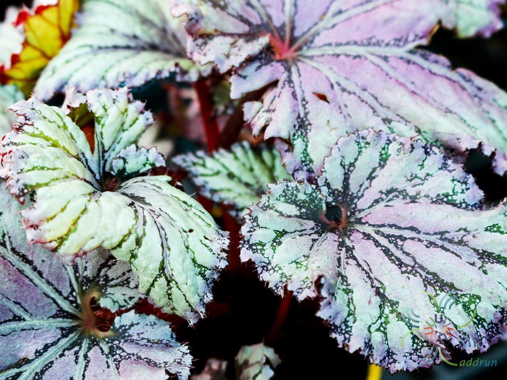 บีโกเนีย #6 Begonia rex Putz. hybrid – ข้อมูลพันธุ์ไม้