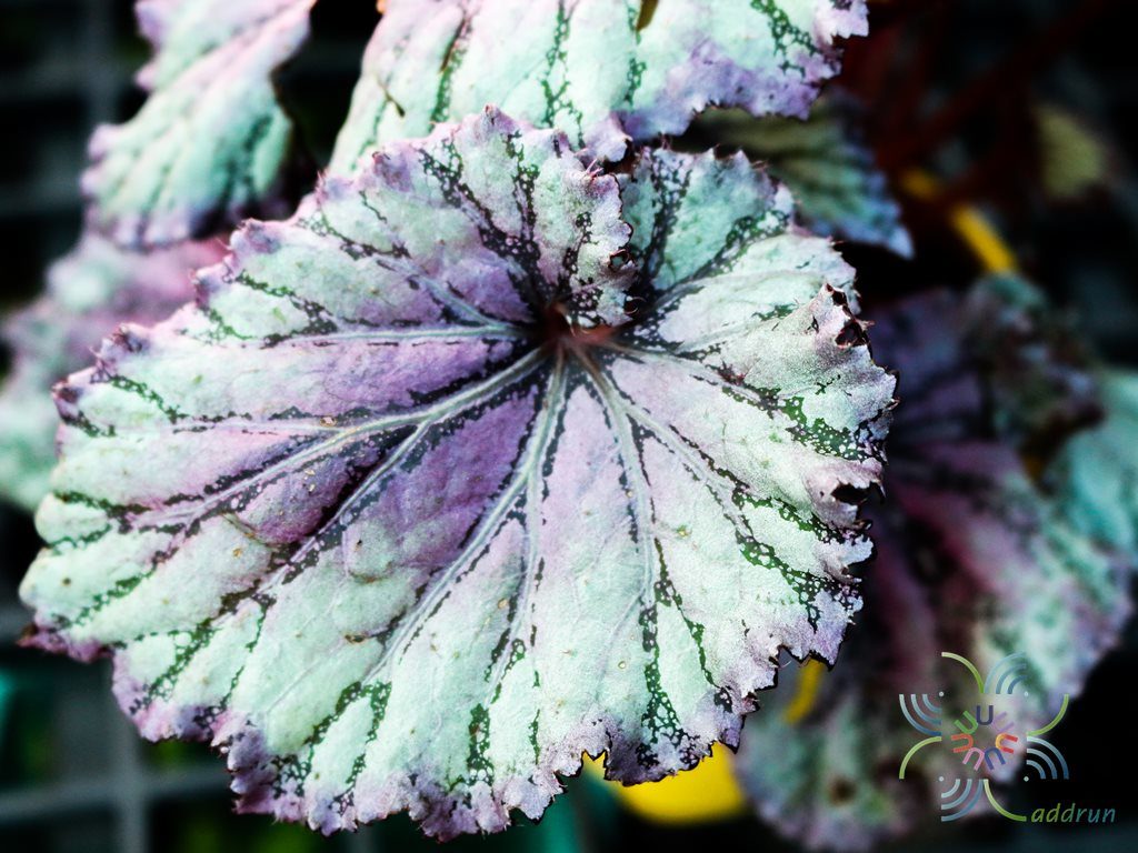 บีโกเนีย #6 Begonia rex Putz. hybrid – ข้อมูลพันธุ์ไม้