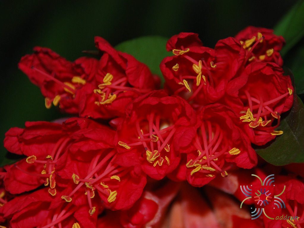 โสกพวง Brownea ariza Benth. – ข้อมูลพันธุ์ไม้