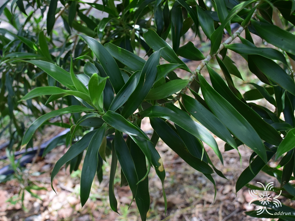 ซองออฟจาไมก้า Dracaena reflexa (Decne.) Lam. – ข้อมูลพันธุ์ไม้
